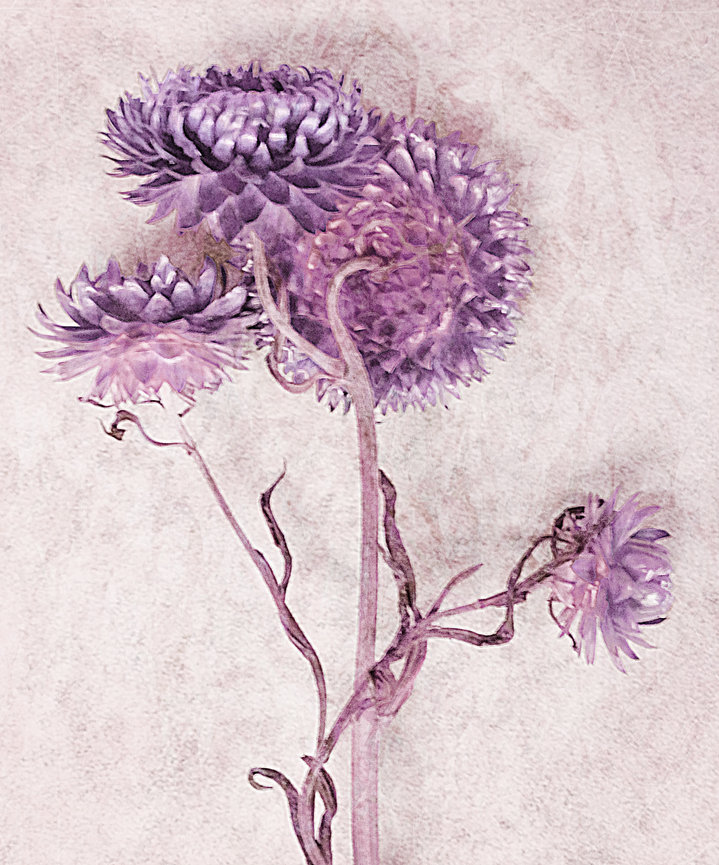 Creative Post Processing - Mike Moats - Award Winning Macro Photographer