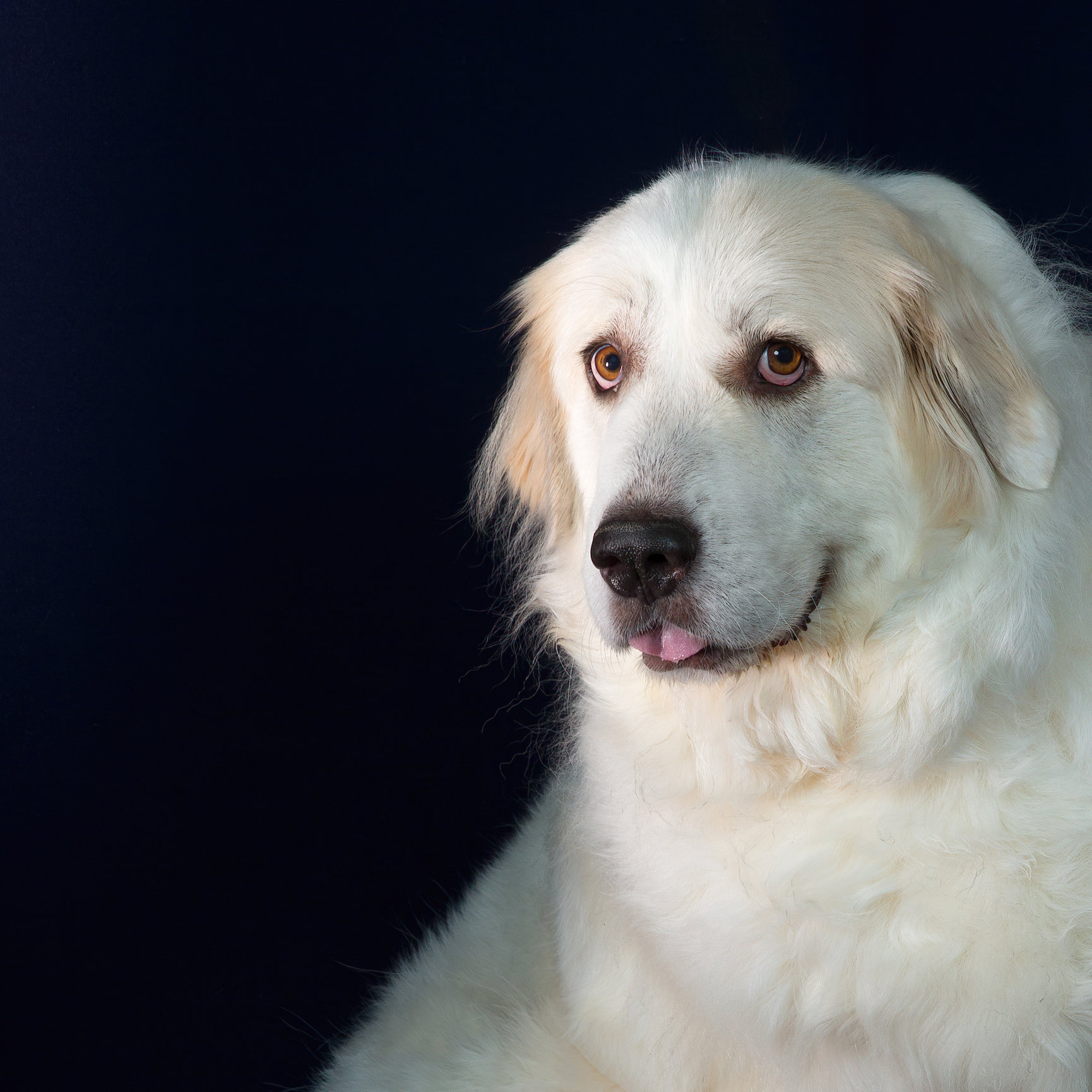 Pet Photographer specializing in Cats and Dogs | PawPrints Pix ...