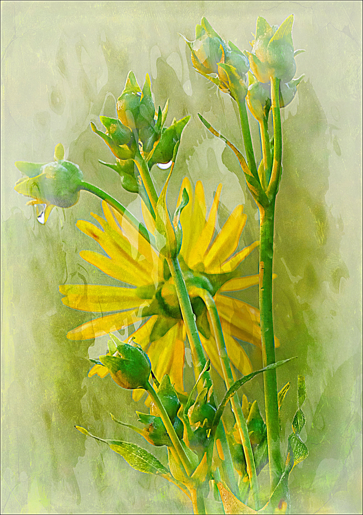 Before and After - Flower Backside - Mike Moats - Award Winning Macro ...