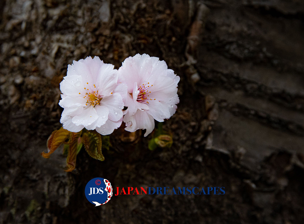 Japan’s Samurai Fortresses - Historic Cherry Blossom Photography Tour ...