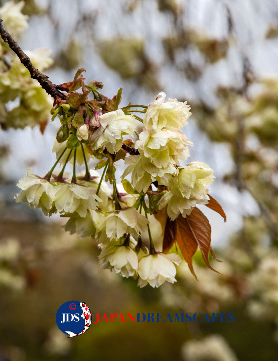 Untold Stories of the Perfect Cherry Blossom Photo Tour VS TOURIST ...