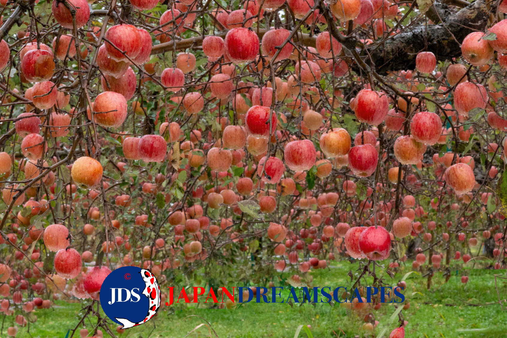 Hirosaki Castle Tohoku Japan Photography Workshop Tour - JAPAN DREAMSCAPES