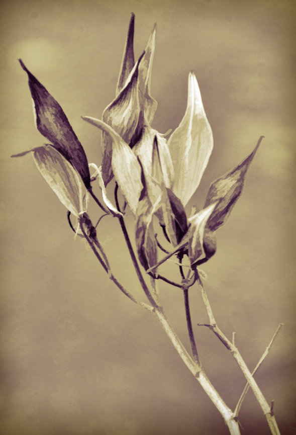 Dead of Winter - Mike Moats - Award Winning Macro Photographer