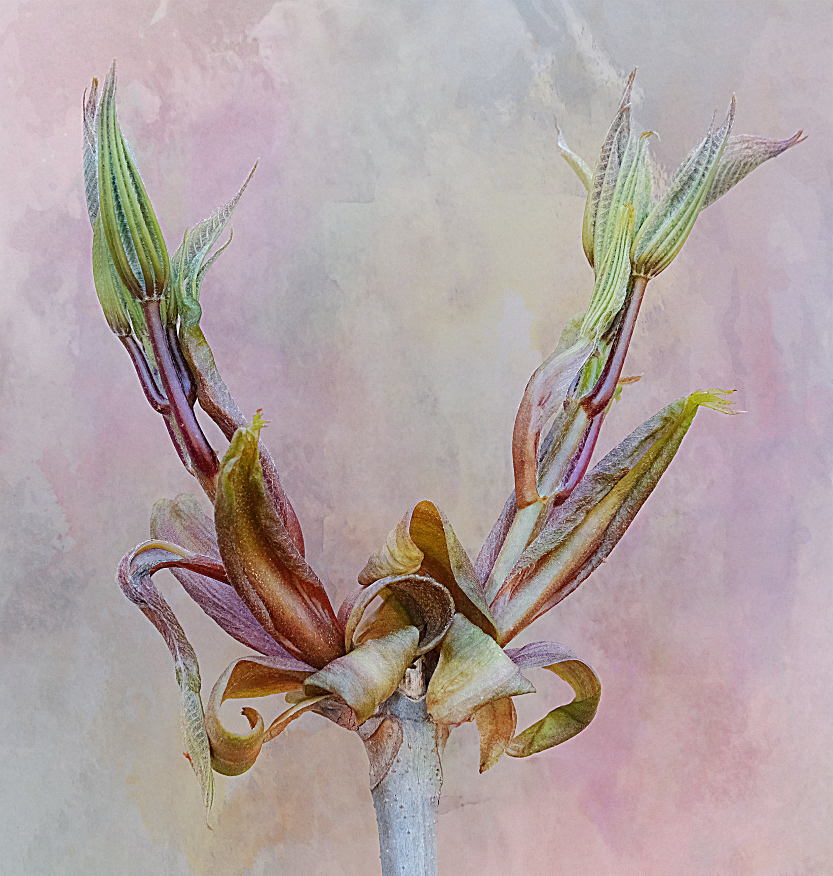 My Visit to Morton Arboretum - Mike Moats - Award Winning Macro ...