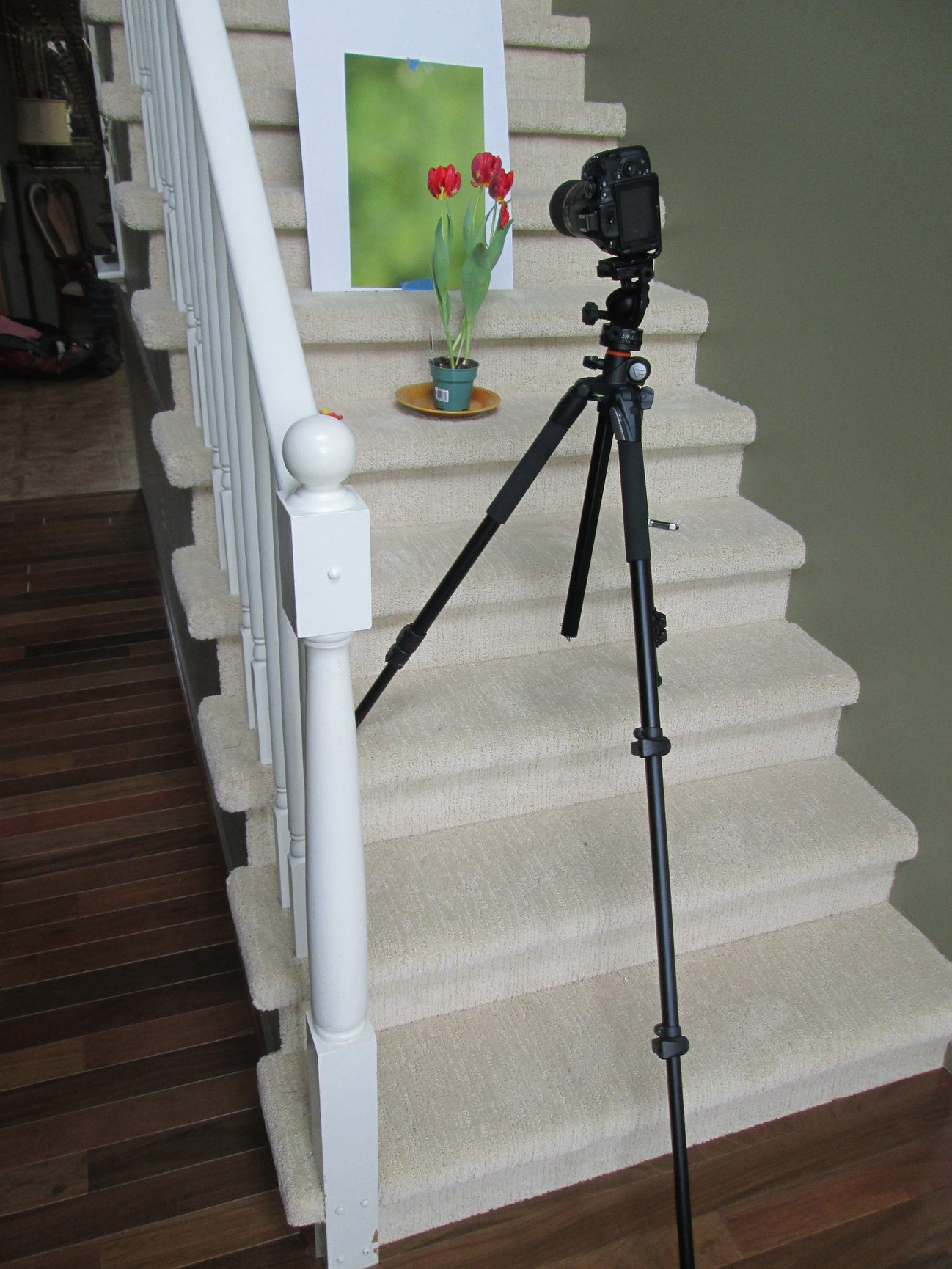 My Home Photo Studio - Mike Moats - Award Winning Macro Photographer