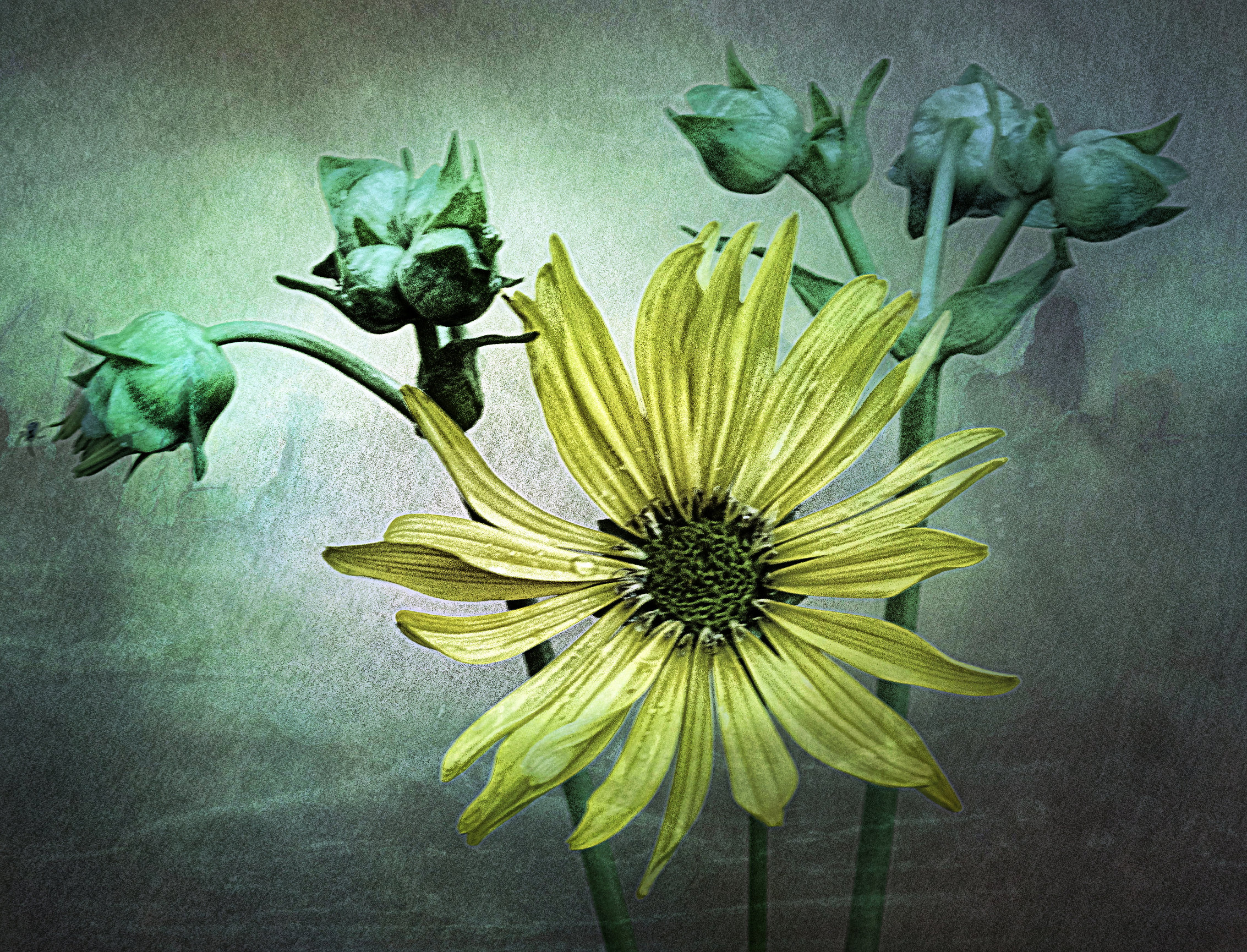 Techniques for Creative Flower Photography - Mike Moats - Award Winning ...