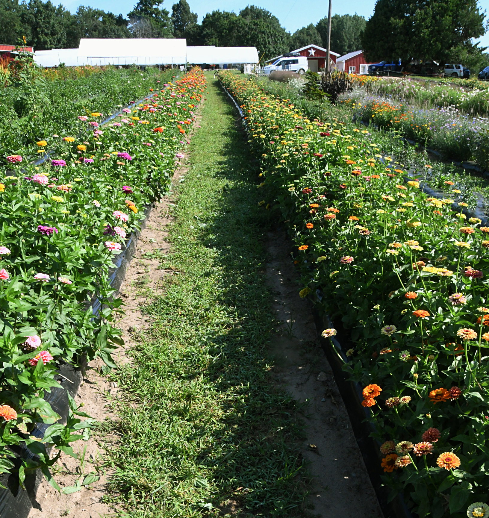 Ankley Family Flower Farm - Mike Moats - Award Winning Macro Photographer