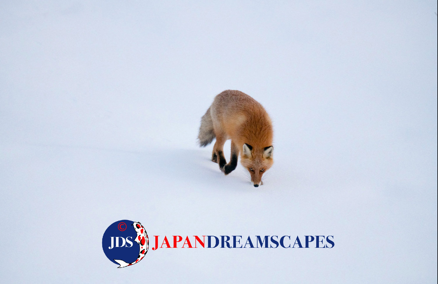 Hokkaido Red Foxes - Hokkaido Photo Tours - JAPAN DREAMSCAPES