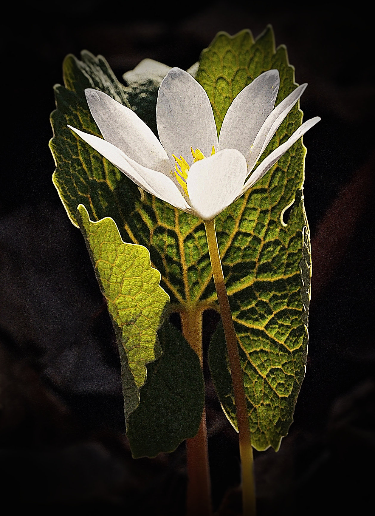 Spring Bloodroot Flowers - Mike Moats - Award Winning Macro Photographer