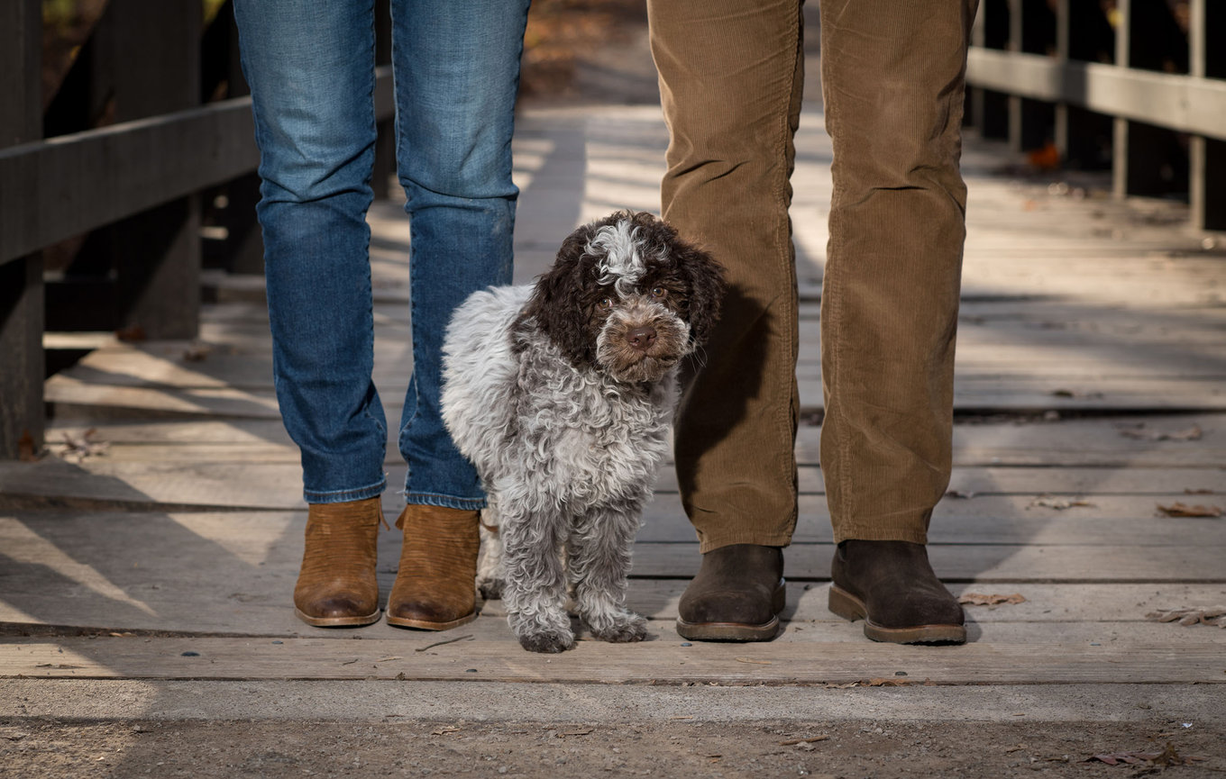 Pet & Dog Photographer Columbus & Central Ohio | Simply Dog Photography